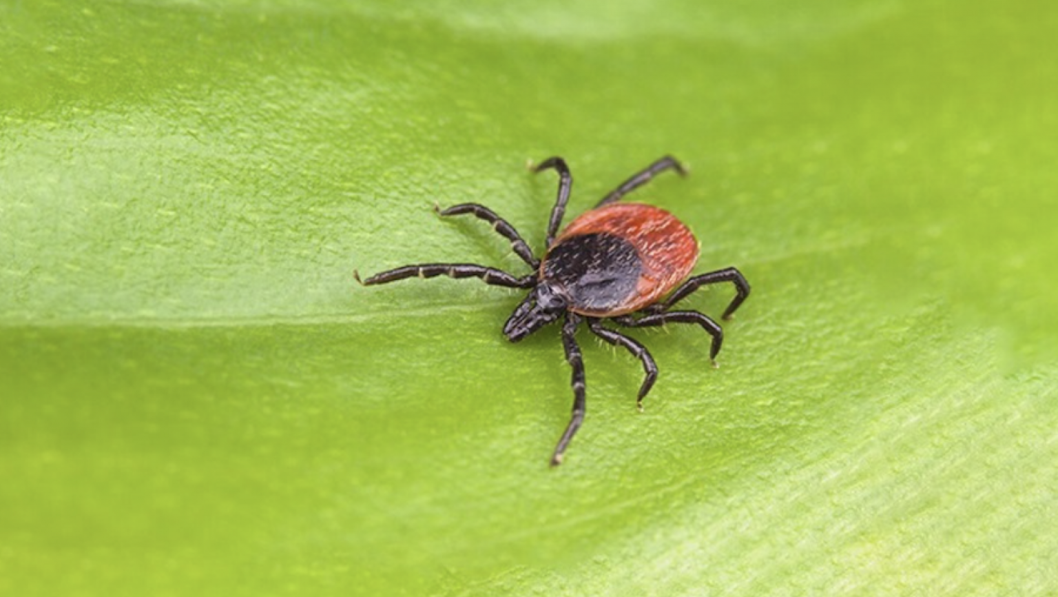 Companion Animal Parasite Council Releases 2021 Forecast | LifeMinute TV