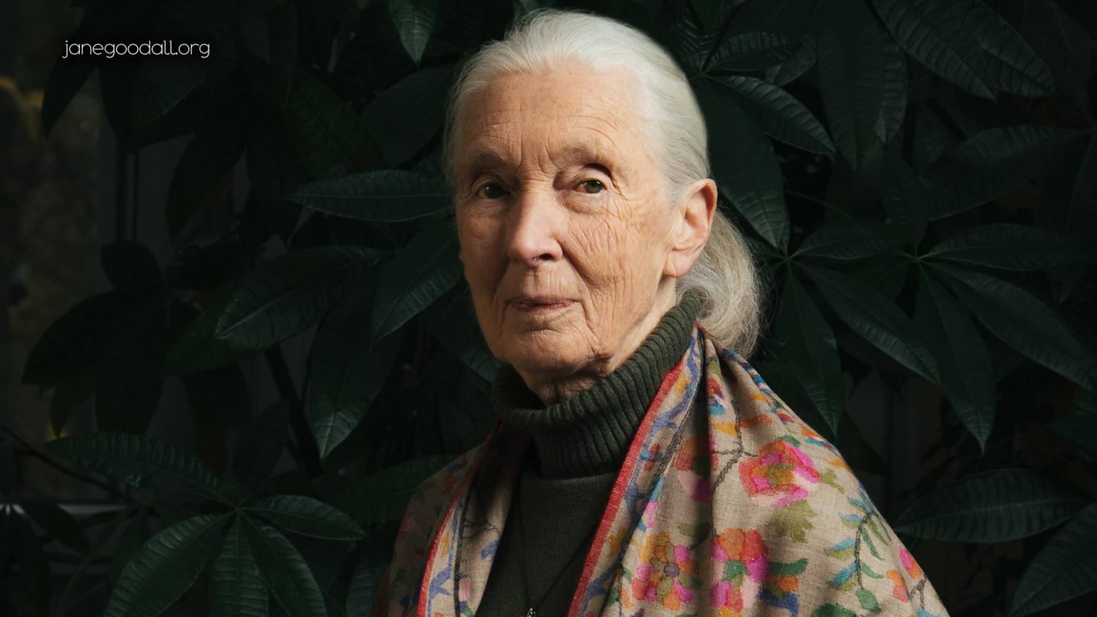 Wildlife Conservationist Jane Goodall Dies at 91, Everybody Loves ...