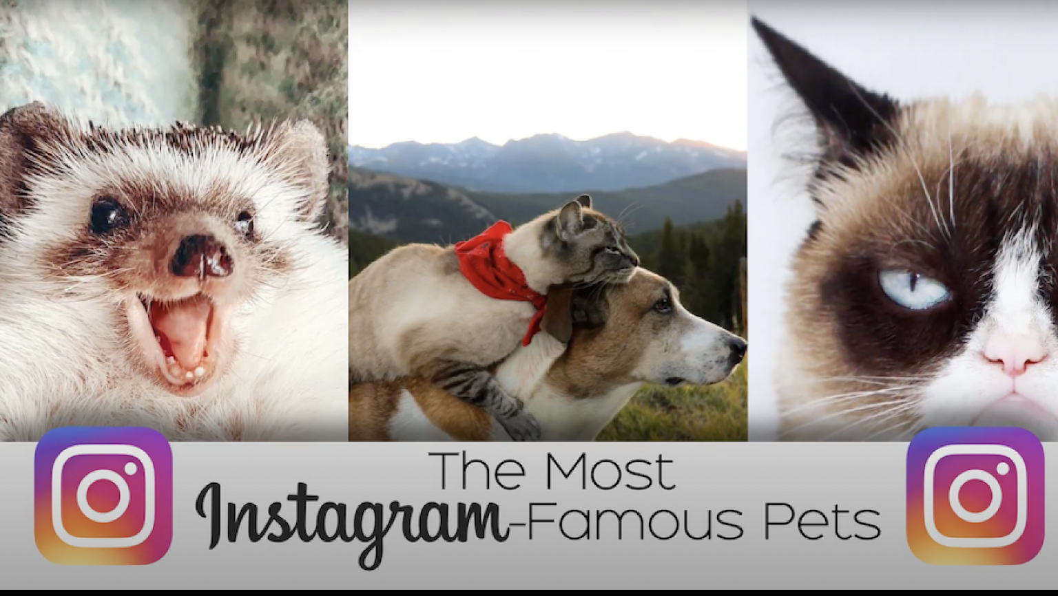 The Most Instagram-Famous Pets | LifeMinute.tv