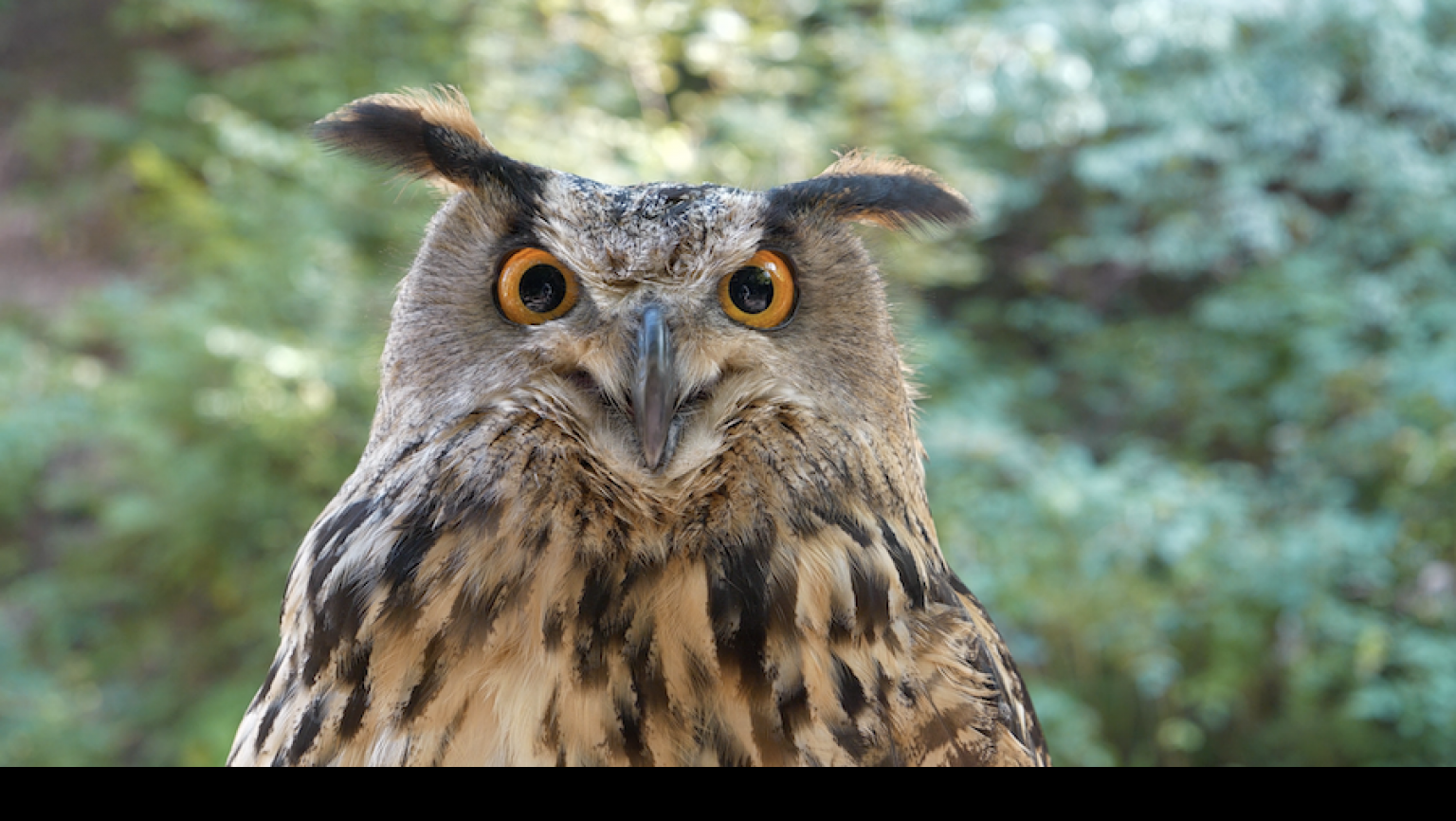 The World's Most Interesting Birds | LifeMinute.tv