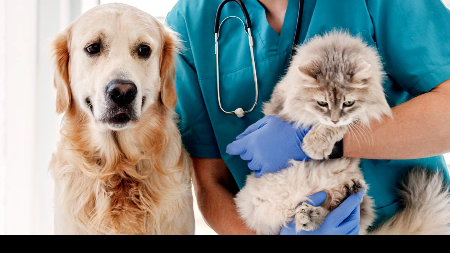 Tips for Selecting an Insurance Plan for Your Pet | LifeMinute TV