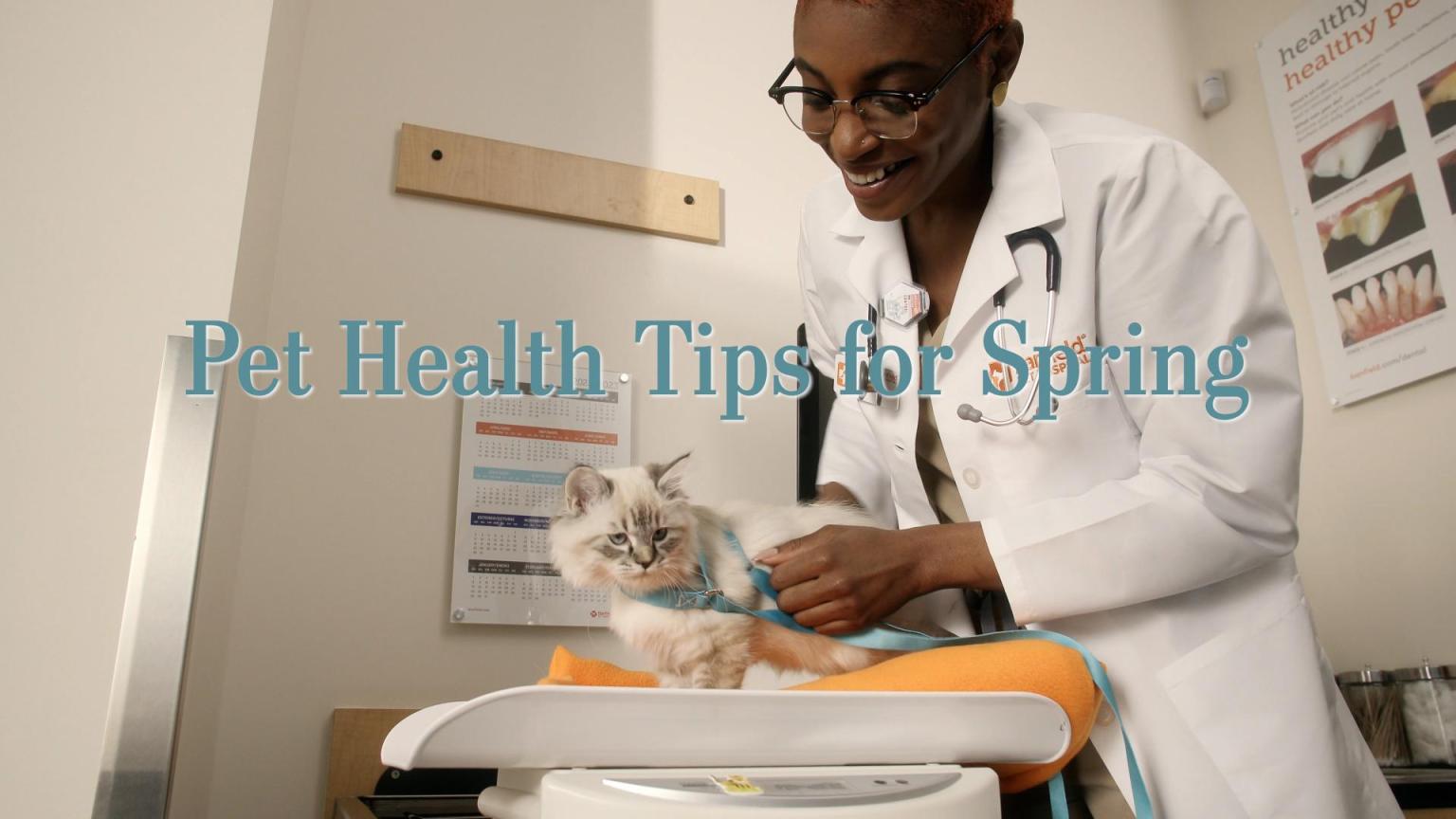 Pet Health Tips for Spring | LifeMinute TV