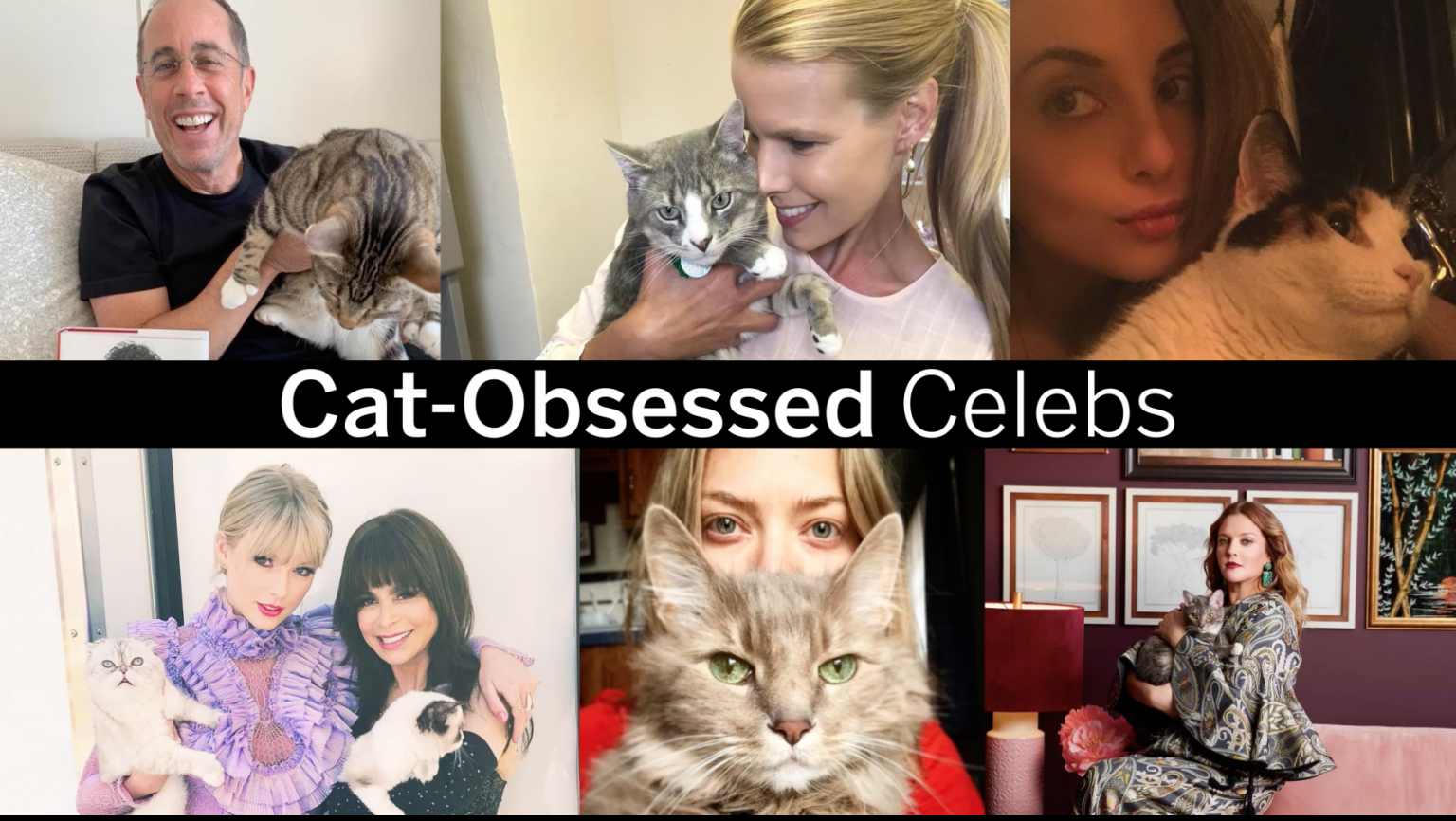 Cat-Obsessed Celebs | LifeMinute TV